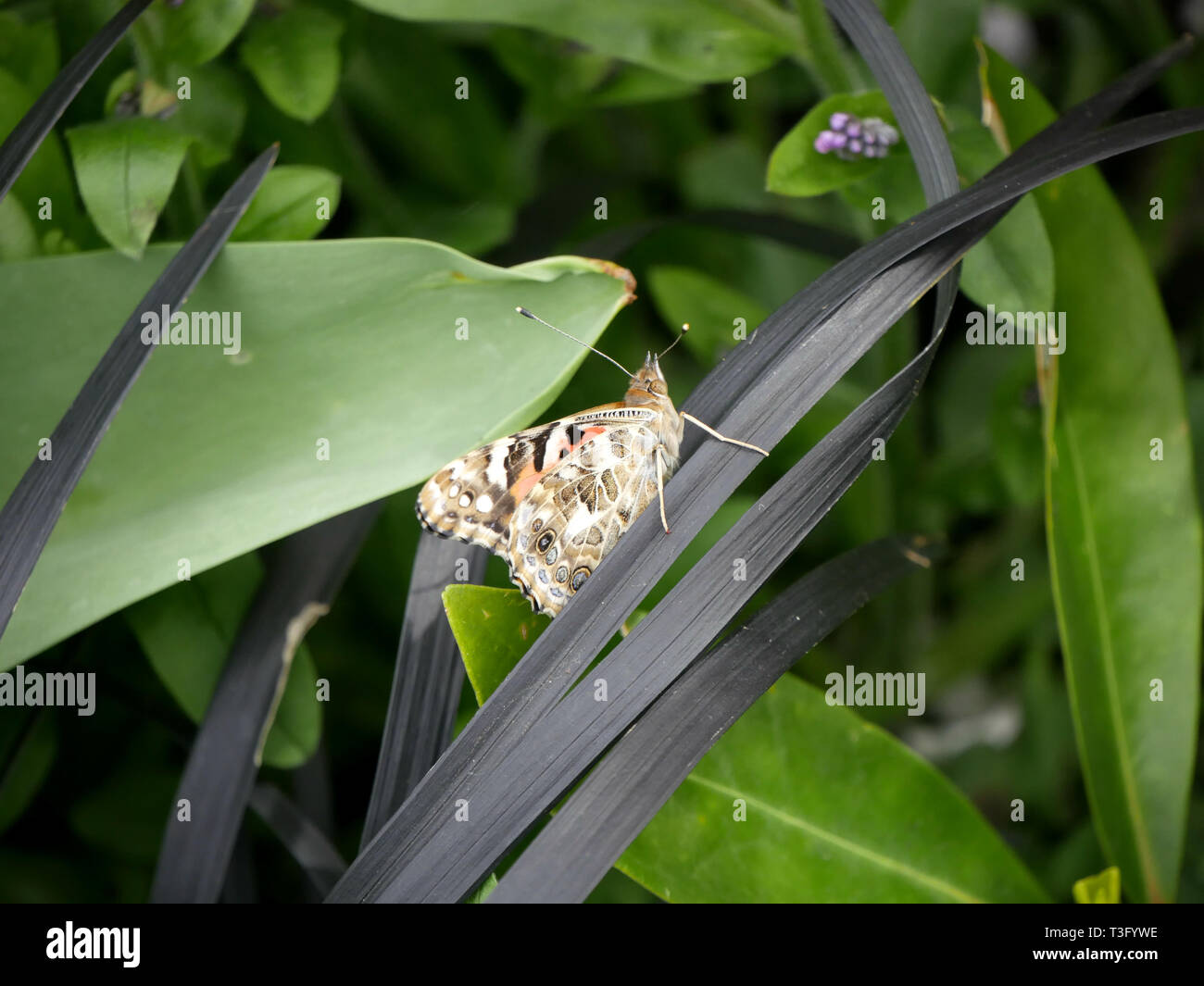 Painted underside hi-res stock photography and images - Alamy