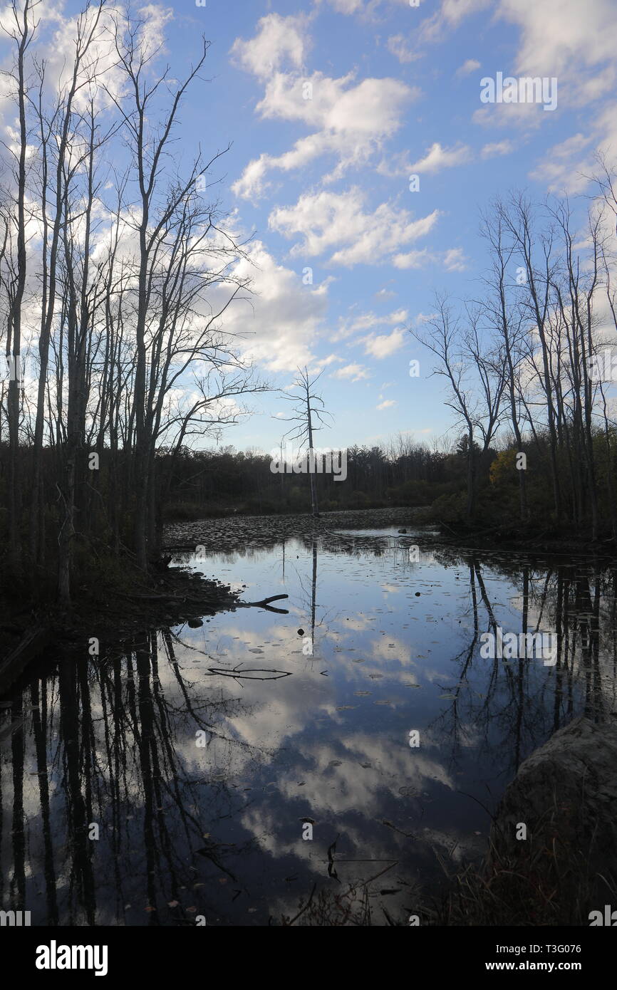 Dark pond hi-res stock photography and images - Alamy