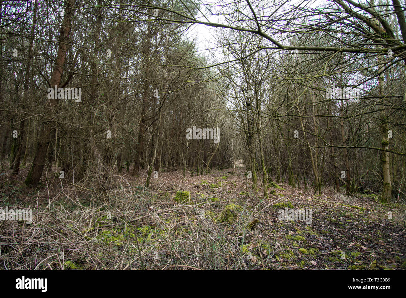 Salcey forest Northamptonshire UK Stock Photo - Alamy