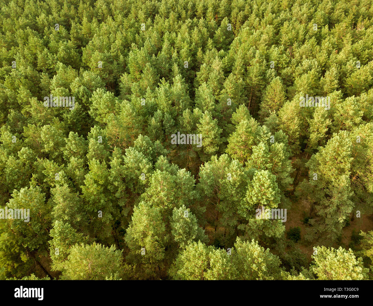Greenery deciduous trees on a summer day. Aerial view of the drone as a ...
