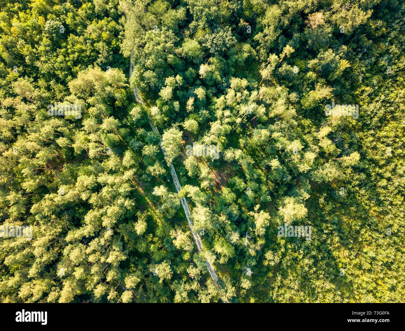 Top view of a forest of deciduous trees and expensive sunny day. Aerial ...