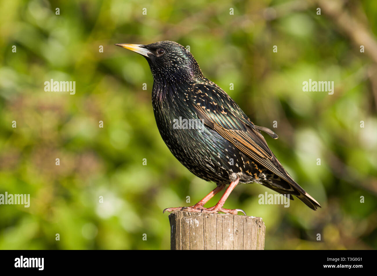 Sturnus vulgaris bird hi-res stock photography and images - Alamy
