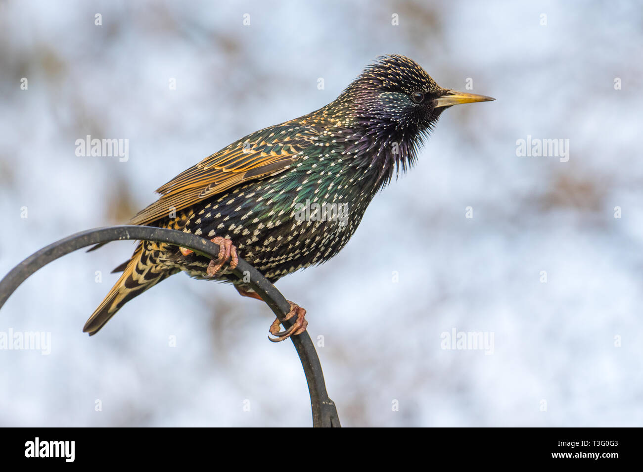 British starling hi-res stock photography and images - Alamy