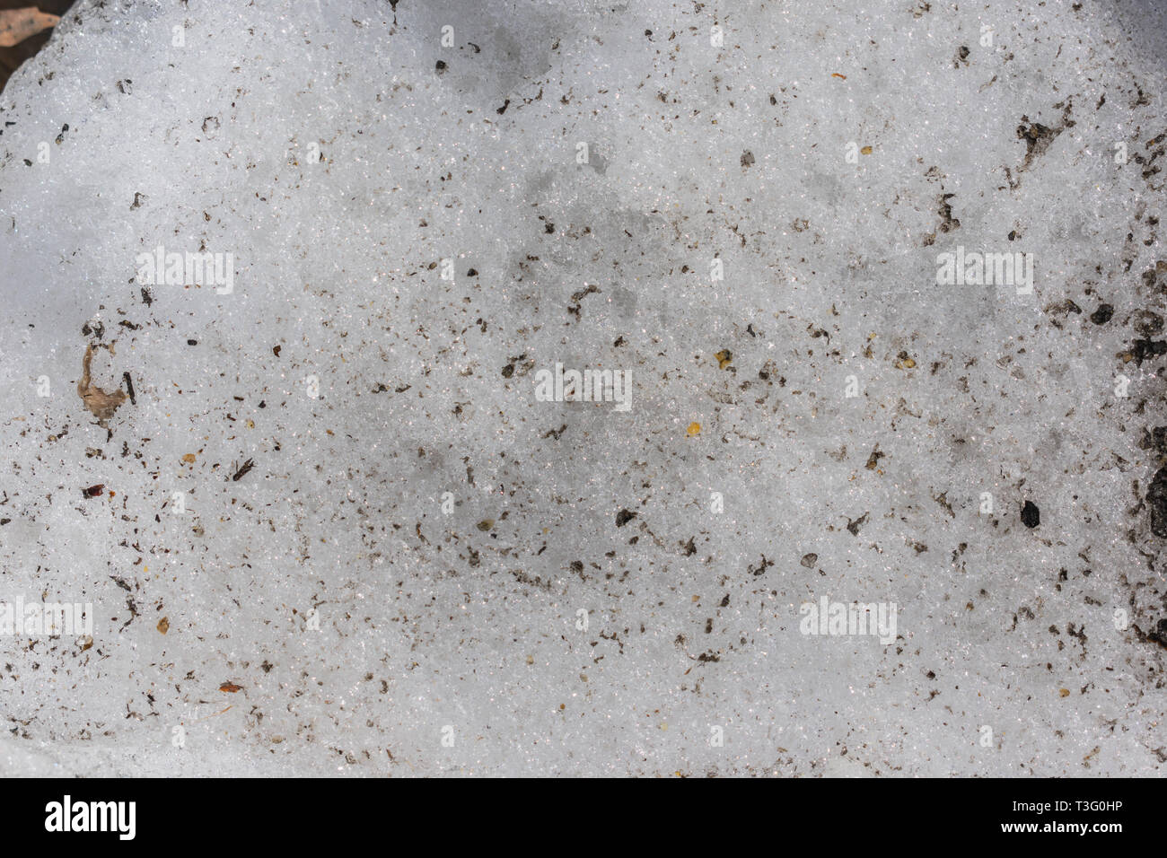 Texture of icy snow with flecks of dirt and pieces of leaves Stock ...