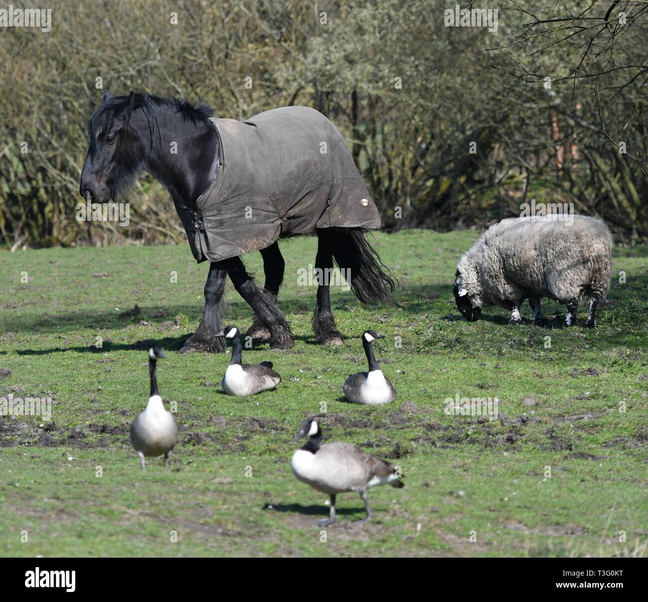 A horse, sheep and Canada geese in a field next to New Mills Nature ...
