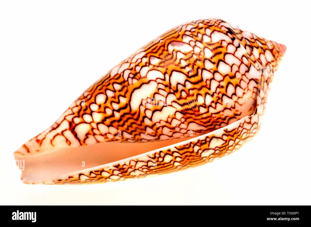 Textile Cone shell (Conus textile) c9cm. Phillipines Stock Photo - Alamy