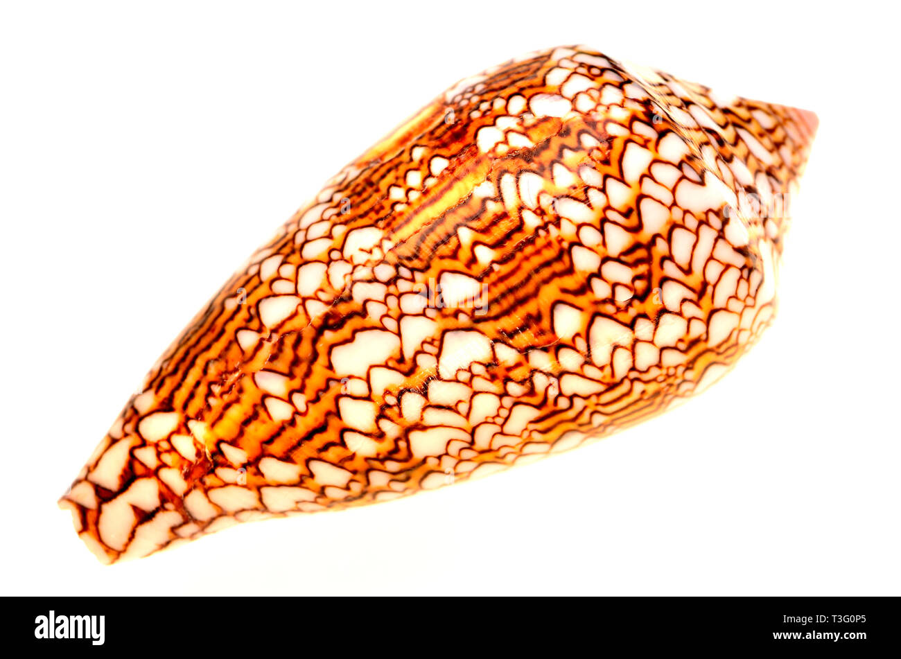 Cone shell hi-res stock photography and images - Alamy