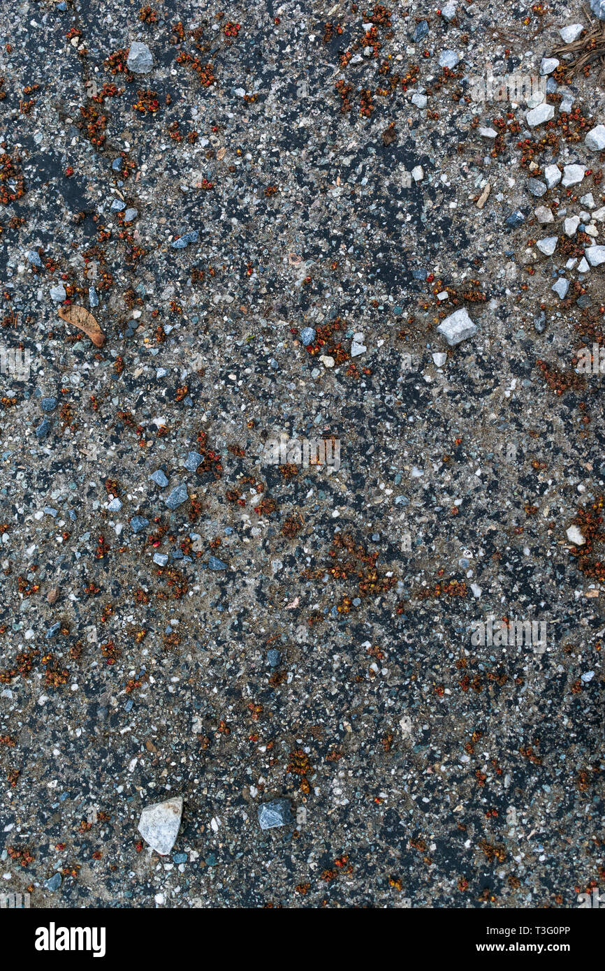 Texture of pavement with seed cones and little rocks Stock Photo - Alamy