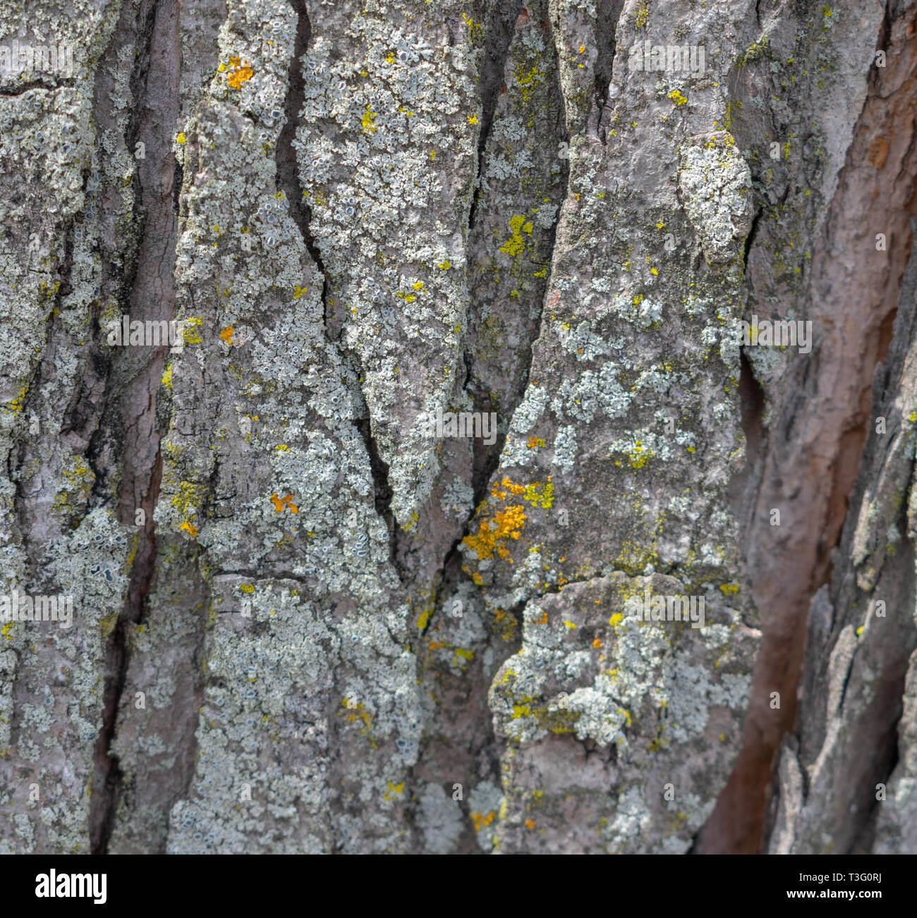 Texture of bark of tree with lichen on it Stock Photo - Alamy