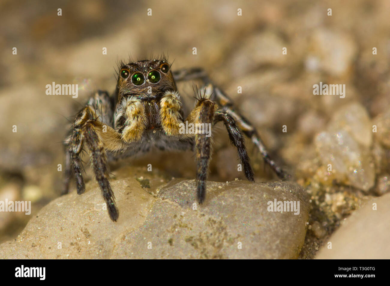 Hyllus hi-res stock photography and images - Alamy
