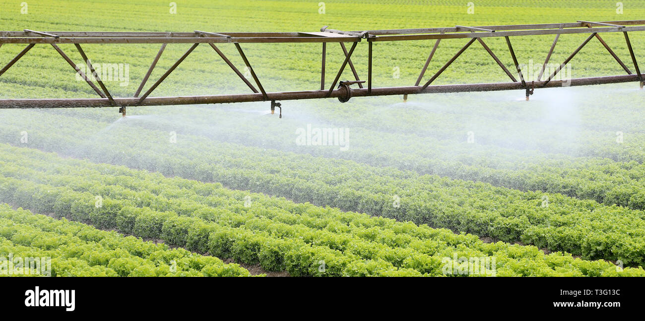 Spray irrigation of lettuce hi-res stock photography and images - Alamy