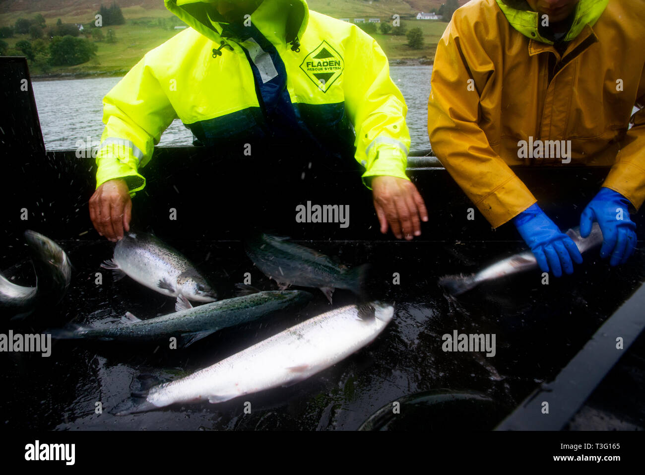 Sorting seafood hi-res stock photography and images - Alamy