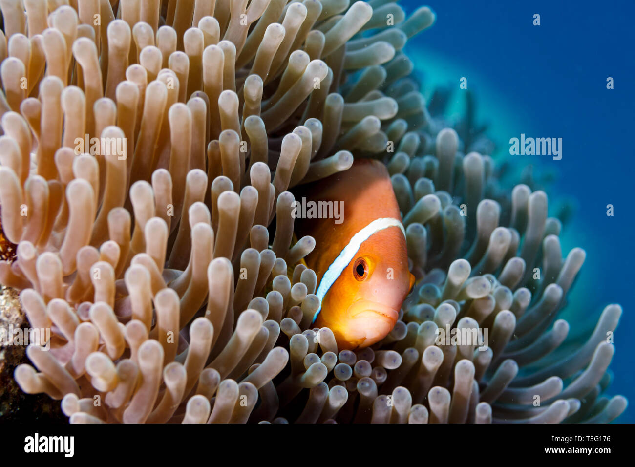 Anemonefish sea anemone hi-res stock photography and images - Alamy