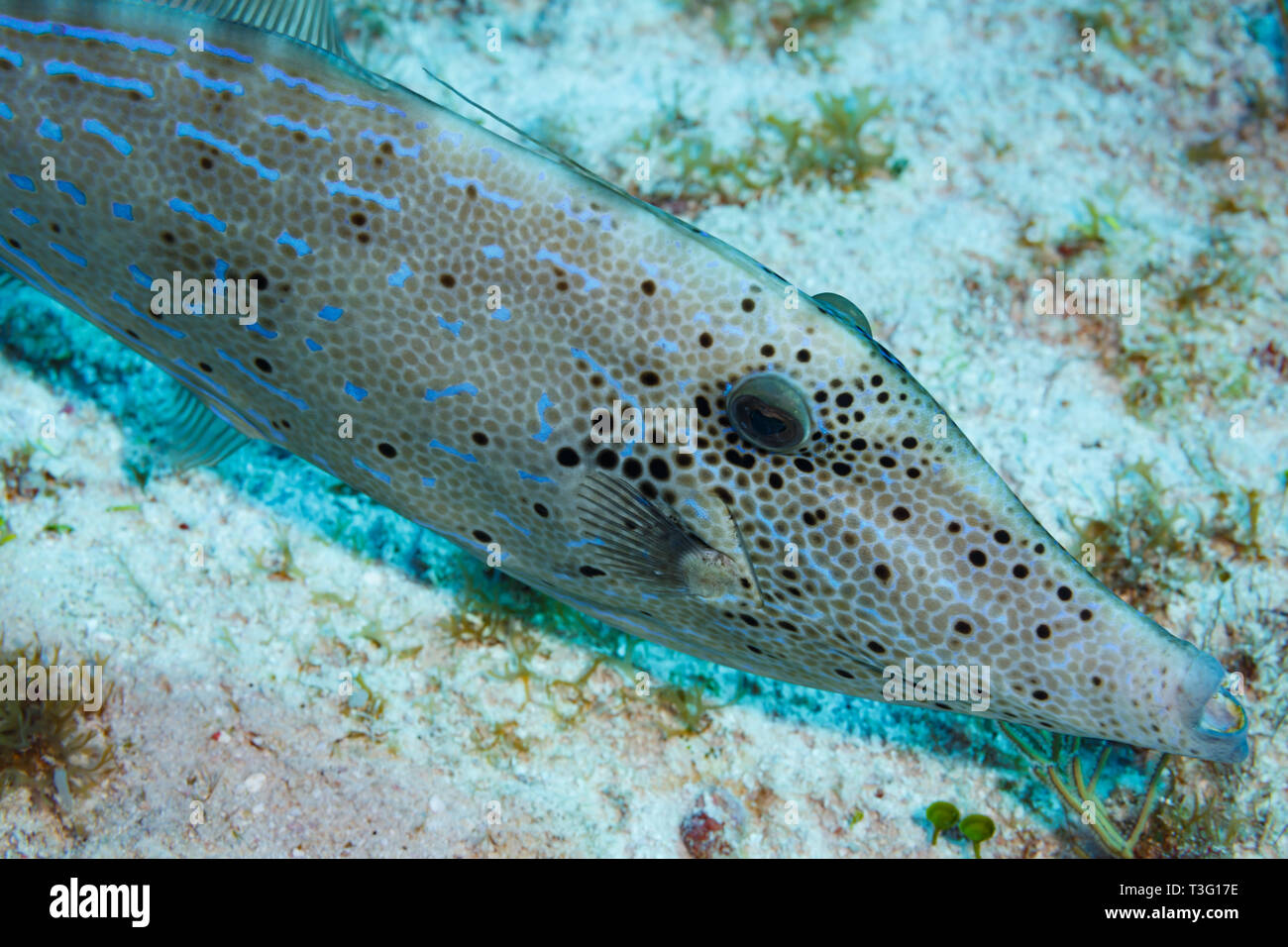Closeup of head and side of File fish,Scrawled Filefish, Aluterus ...