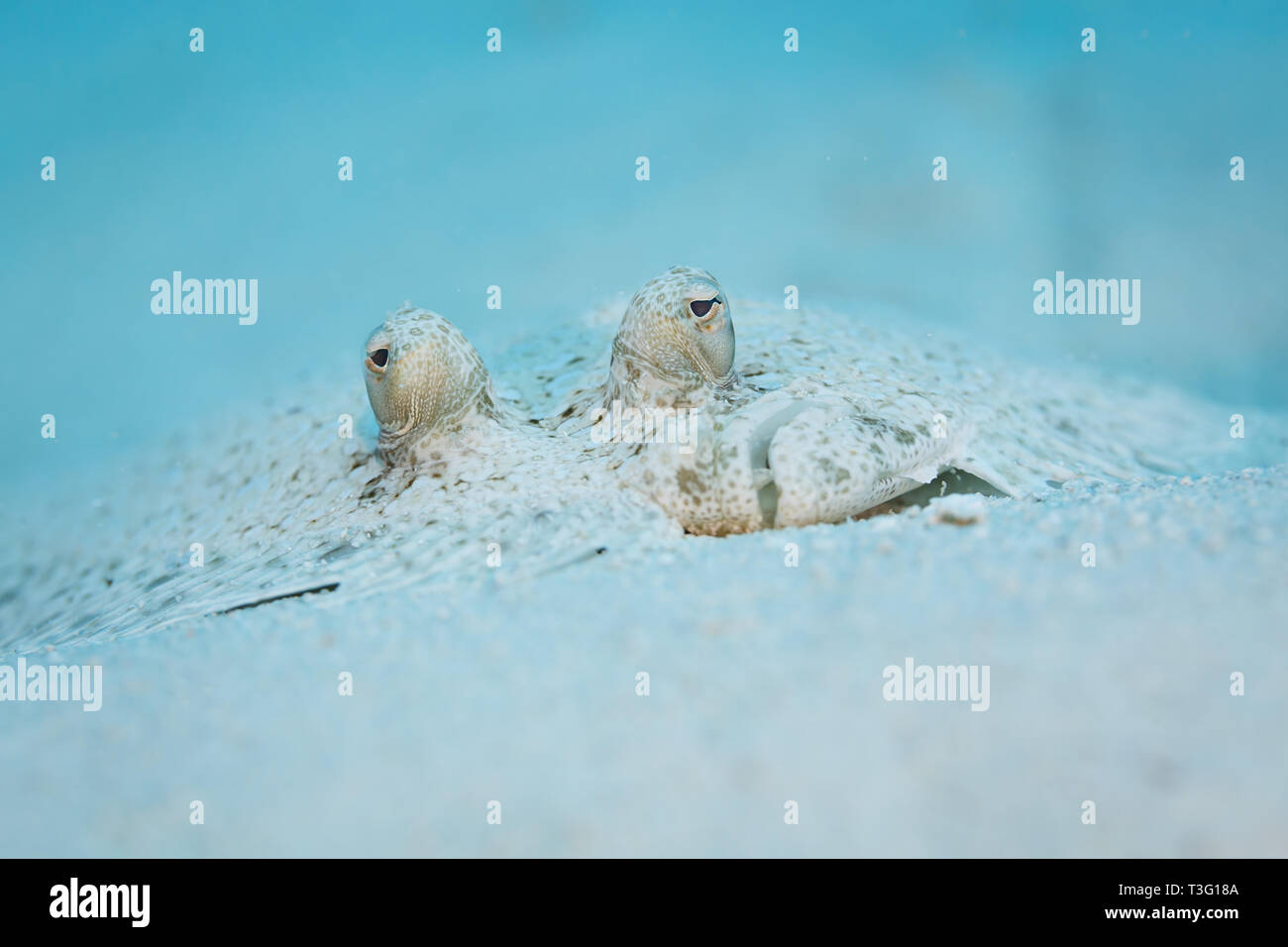 Flat fish camouflage hi-res stock photography and images - Alamy