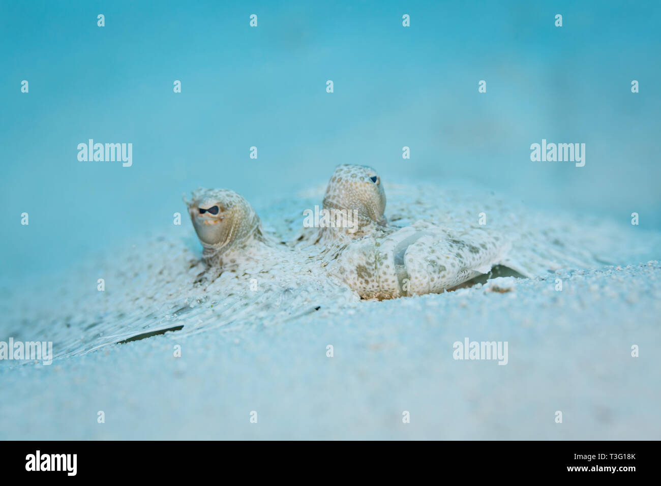 Flat fish camouflage hi-res stock photography and images - Alamy