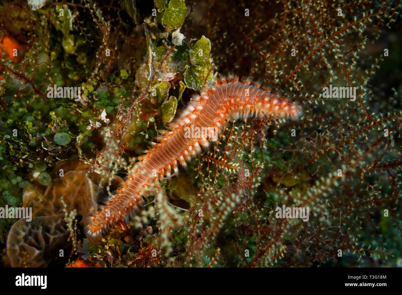 bearded Fire Worm,Hermodice carunculata , hides in tentacles of coral ...