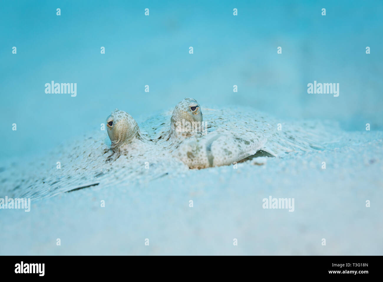 Closeup of eyes of Bothus ocellatus flat, left eyed Flounder ...