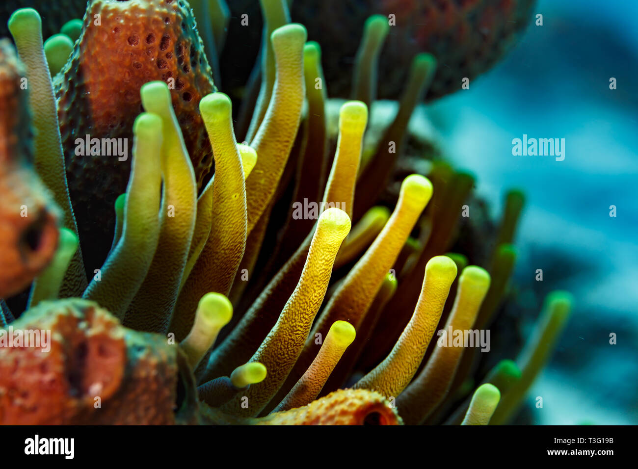 Tube sponges hi-res stock photography and images - Alamy