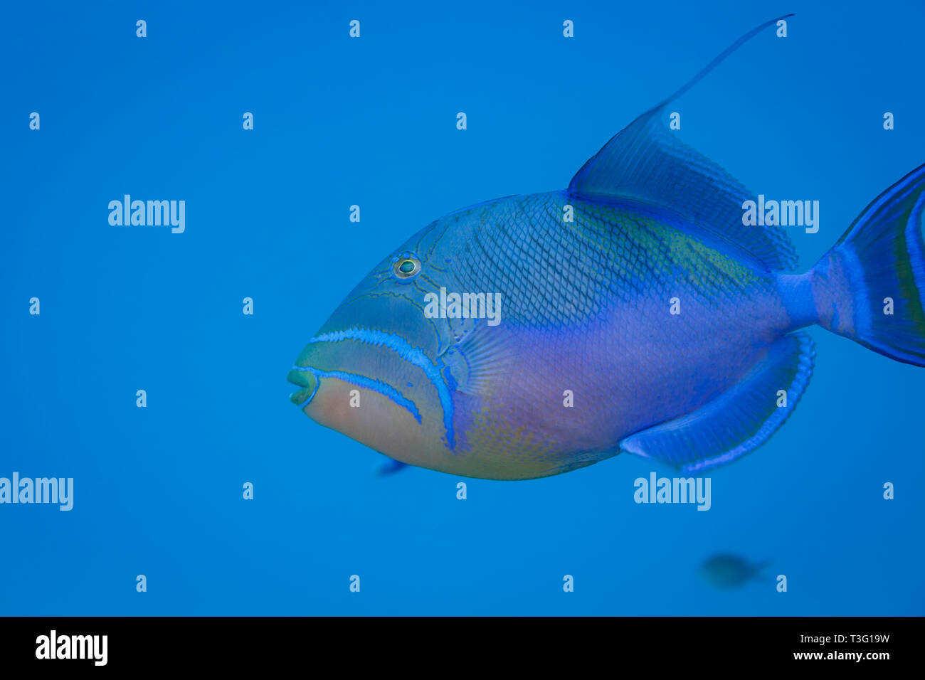Trigger fish hi-res stock photography and images - Alamy