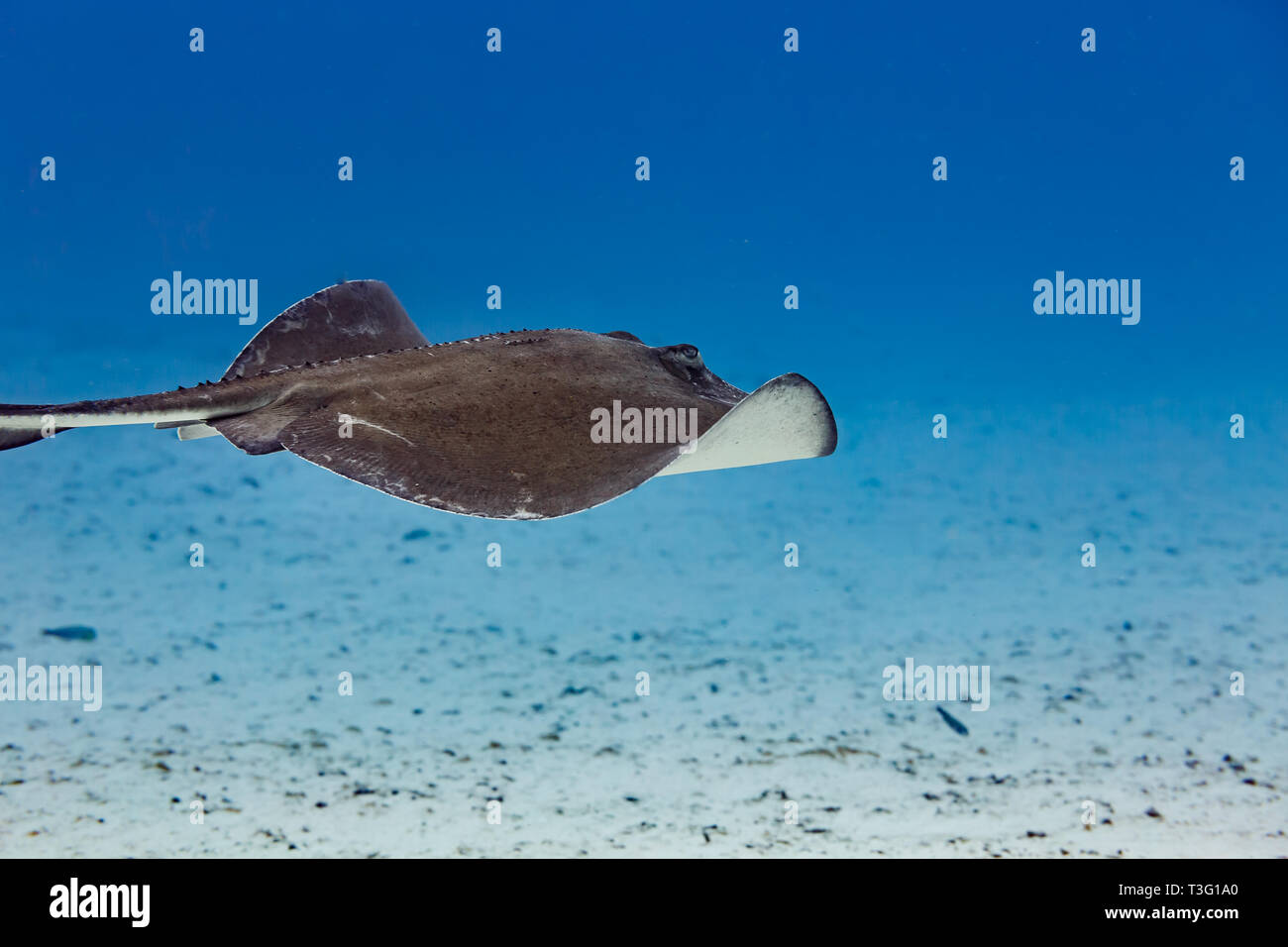 Stingray barb hi-res stock photography and images - Alamy