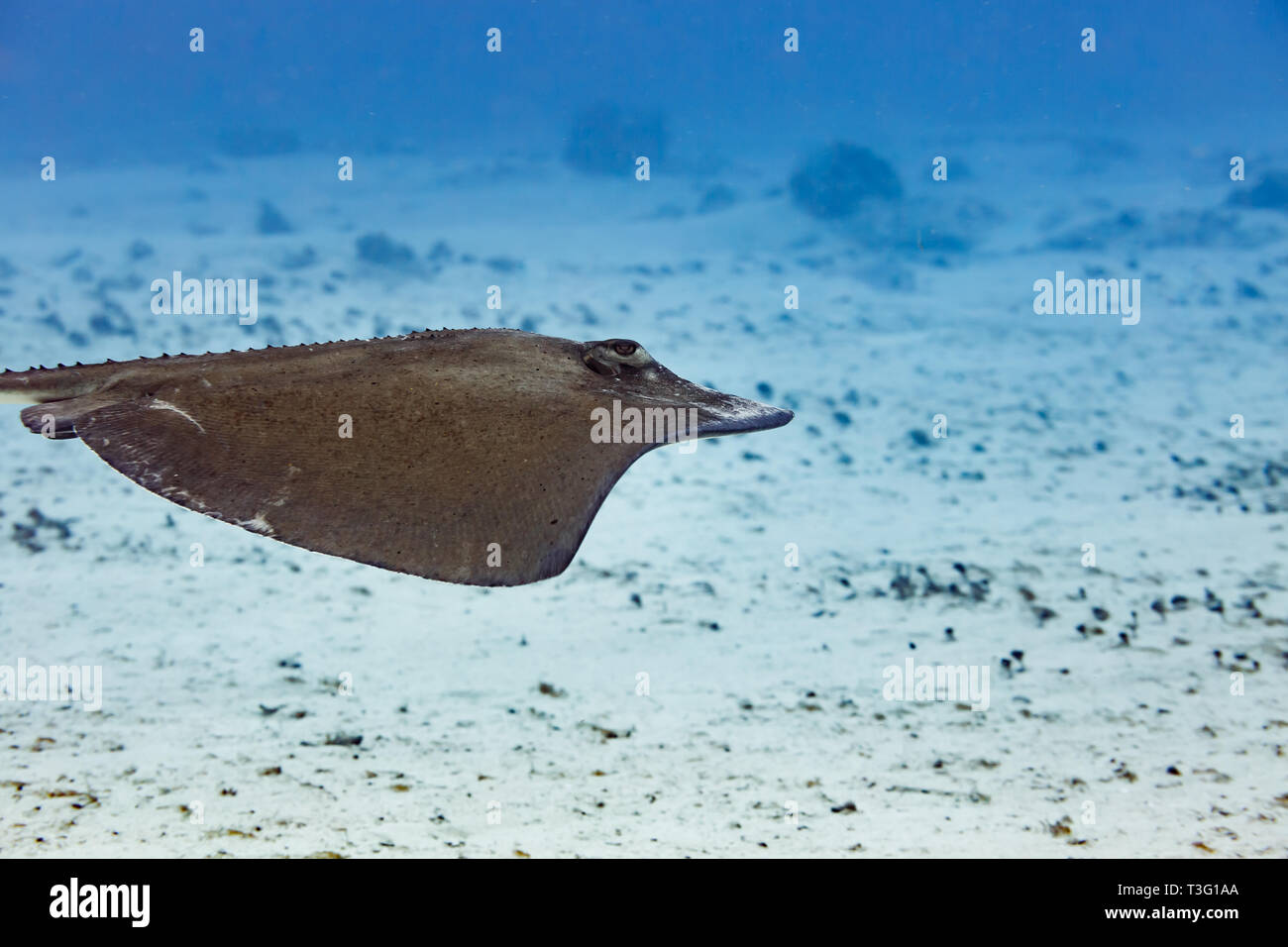 Stingray barb hi-res stock photography and images - Alamy