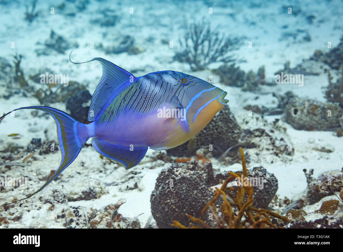 Trigger fish hi-res stock photography and images - Alamy