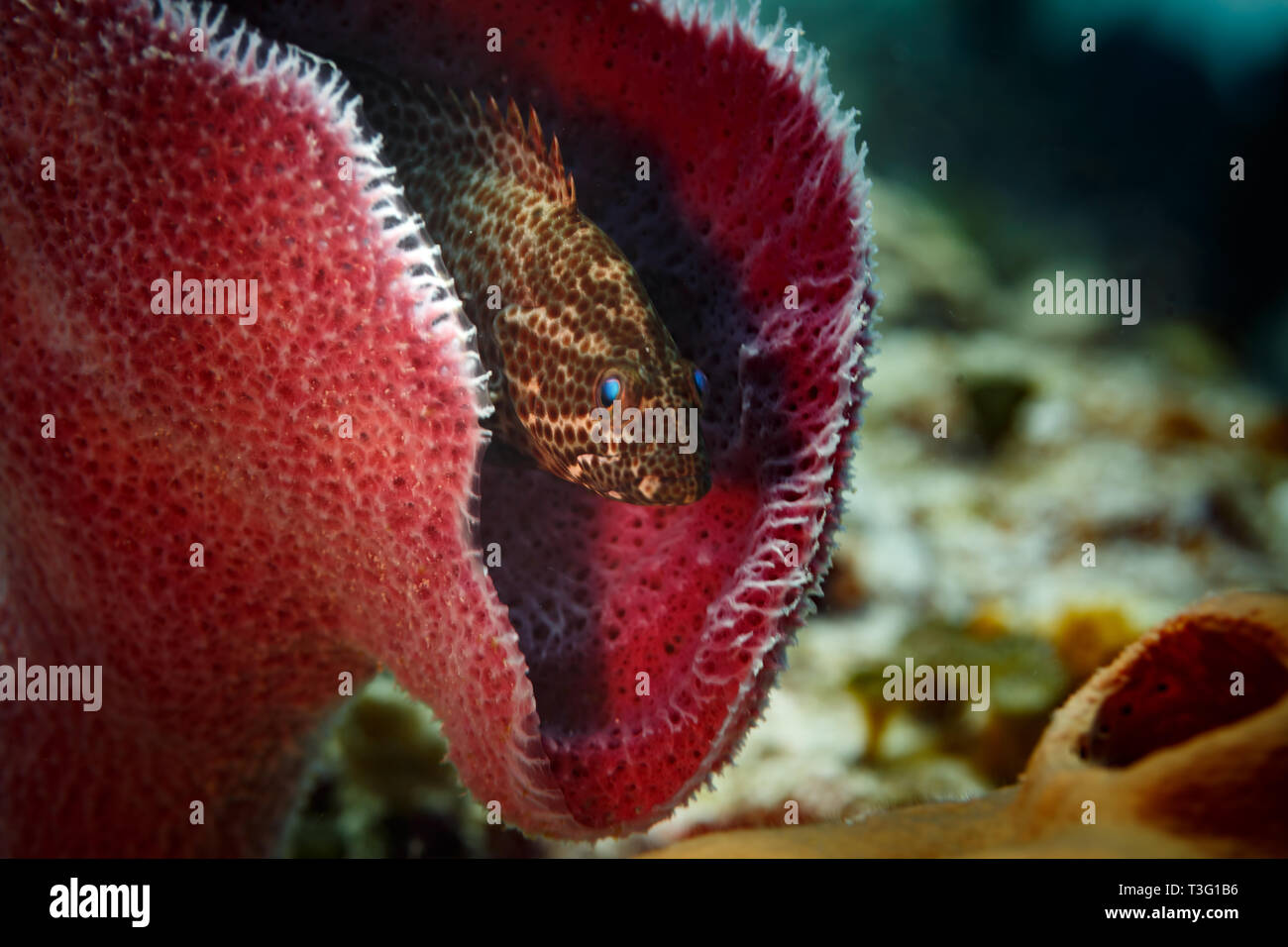 Brown and white spotted , mottled fish with spines pokes head out of ...