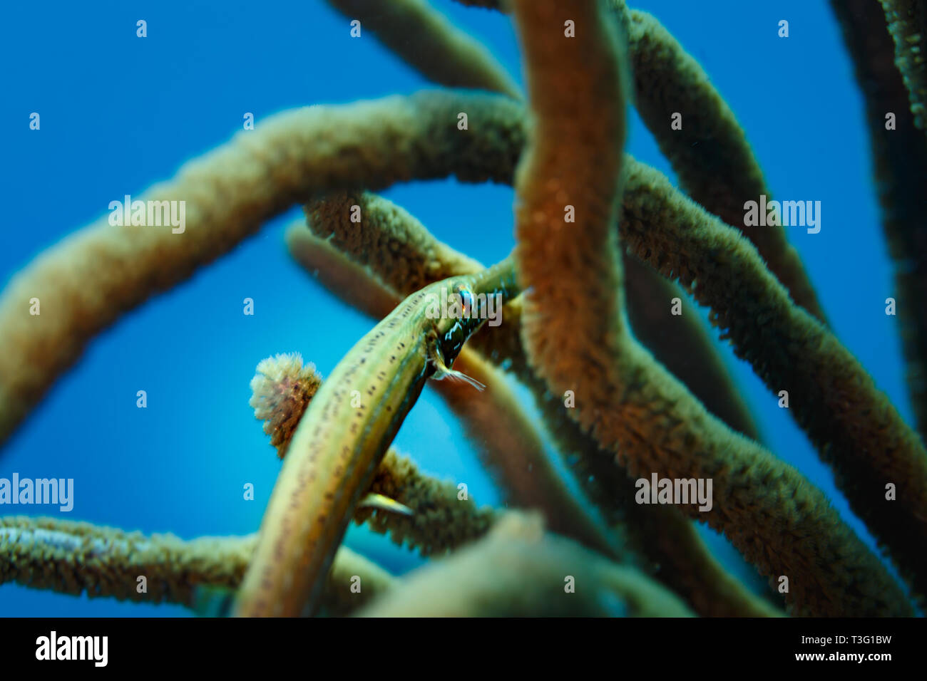 Bent pipefish hi-res stock photography and images - Alamy