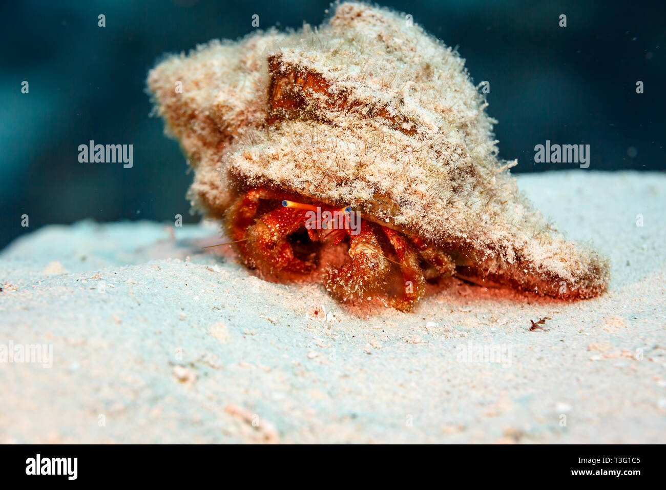 Close up of Hermit crab face, white spotted hermit crab, Dardanus ...