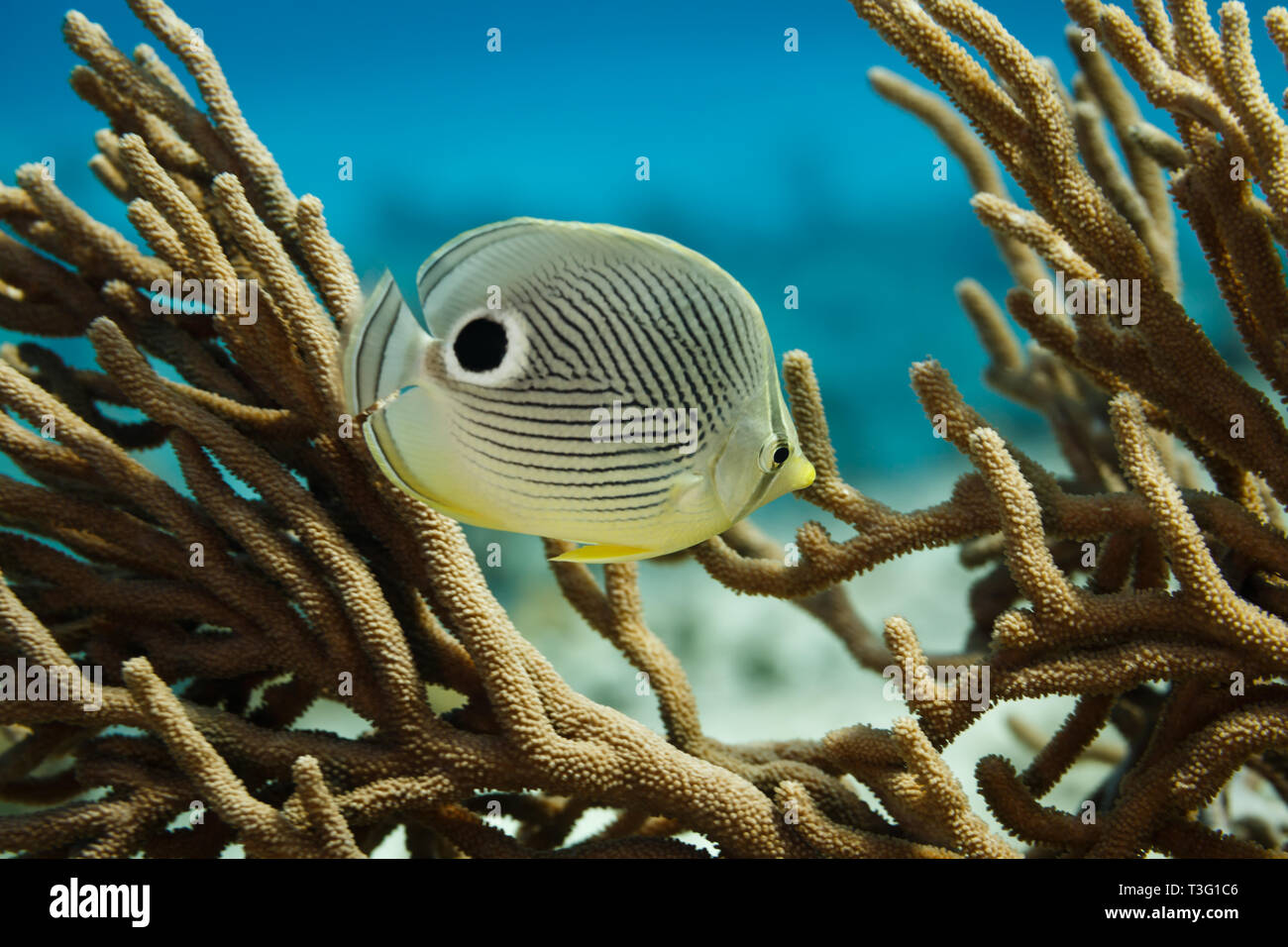 Four eye butterfly fish hi-res stock photography and images - Alamy