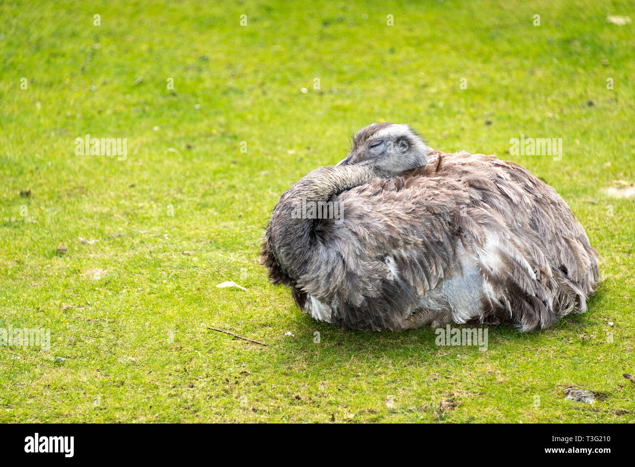 Greater Rhea (Rhea americana) sleeping Stock Photo - Alamy