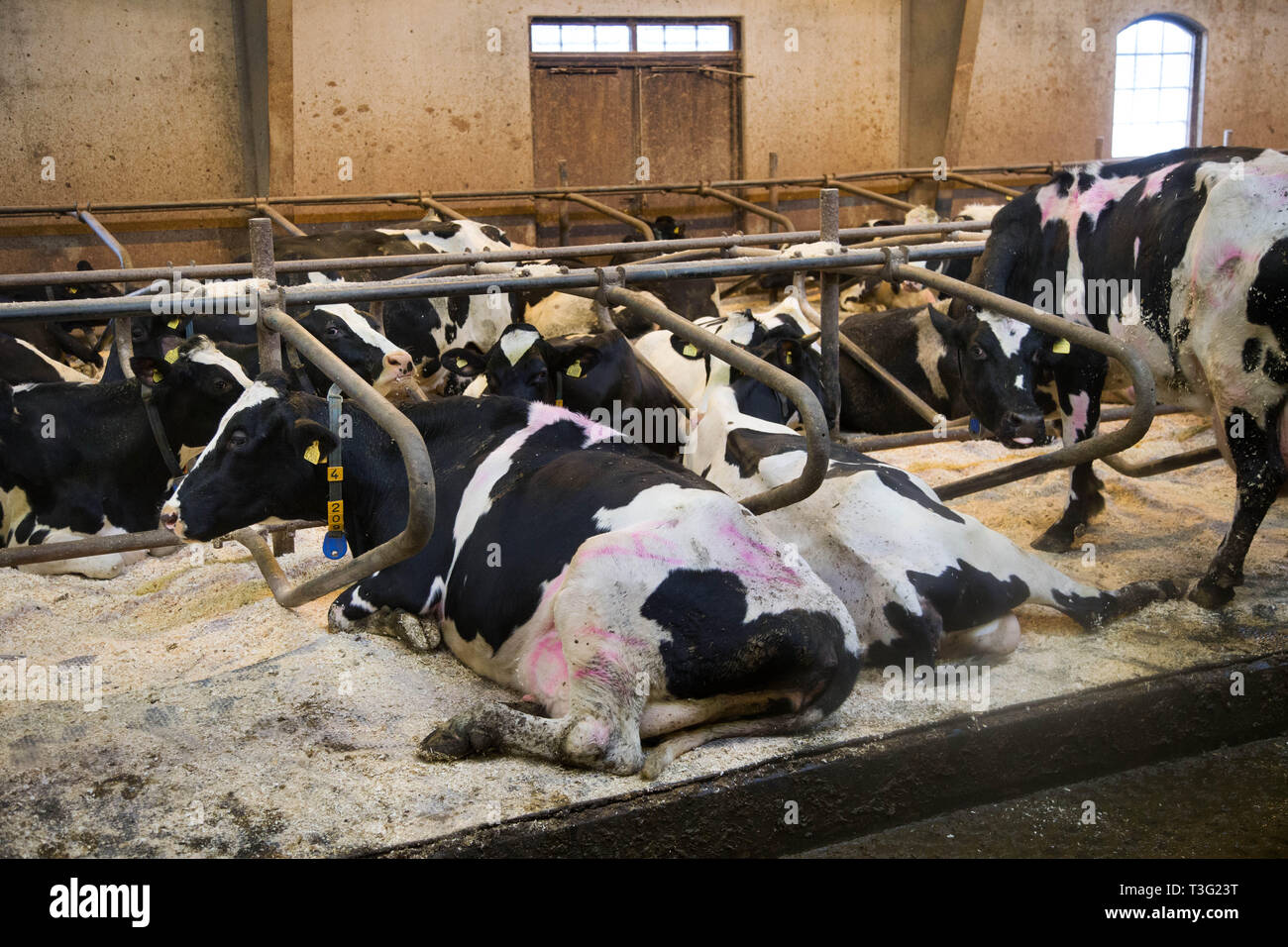 Milk cows on a dairy farm Stock Photo - Alamy