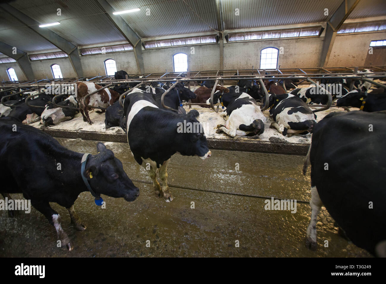 Milk cows on a dairy farm Stock Photo - Alamy