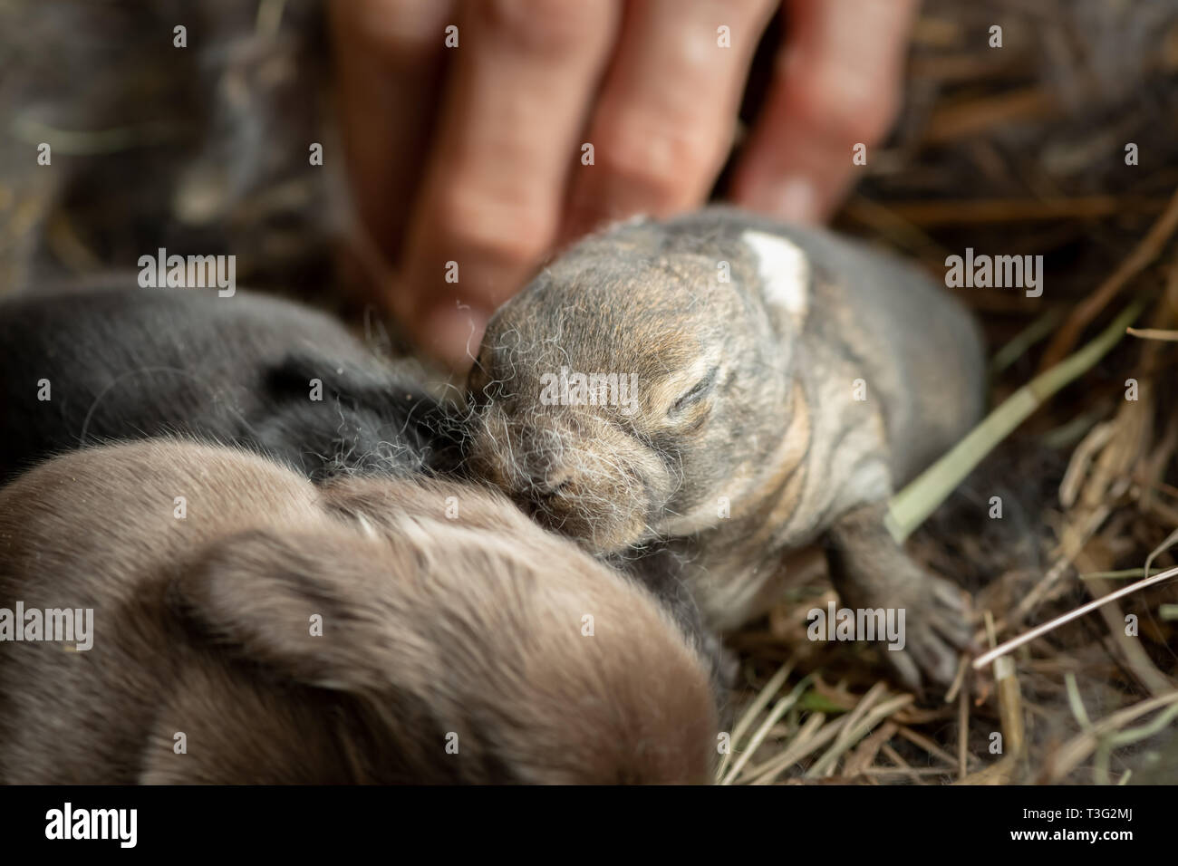 A group of very small newborn rabbits lying in the nest Stock Photo - Alamy