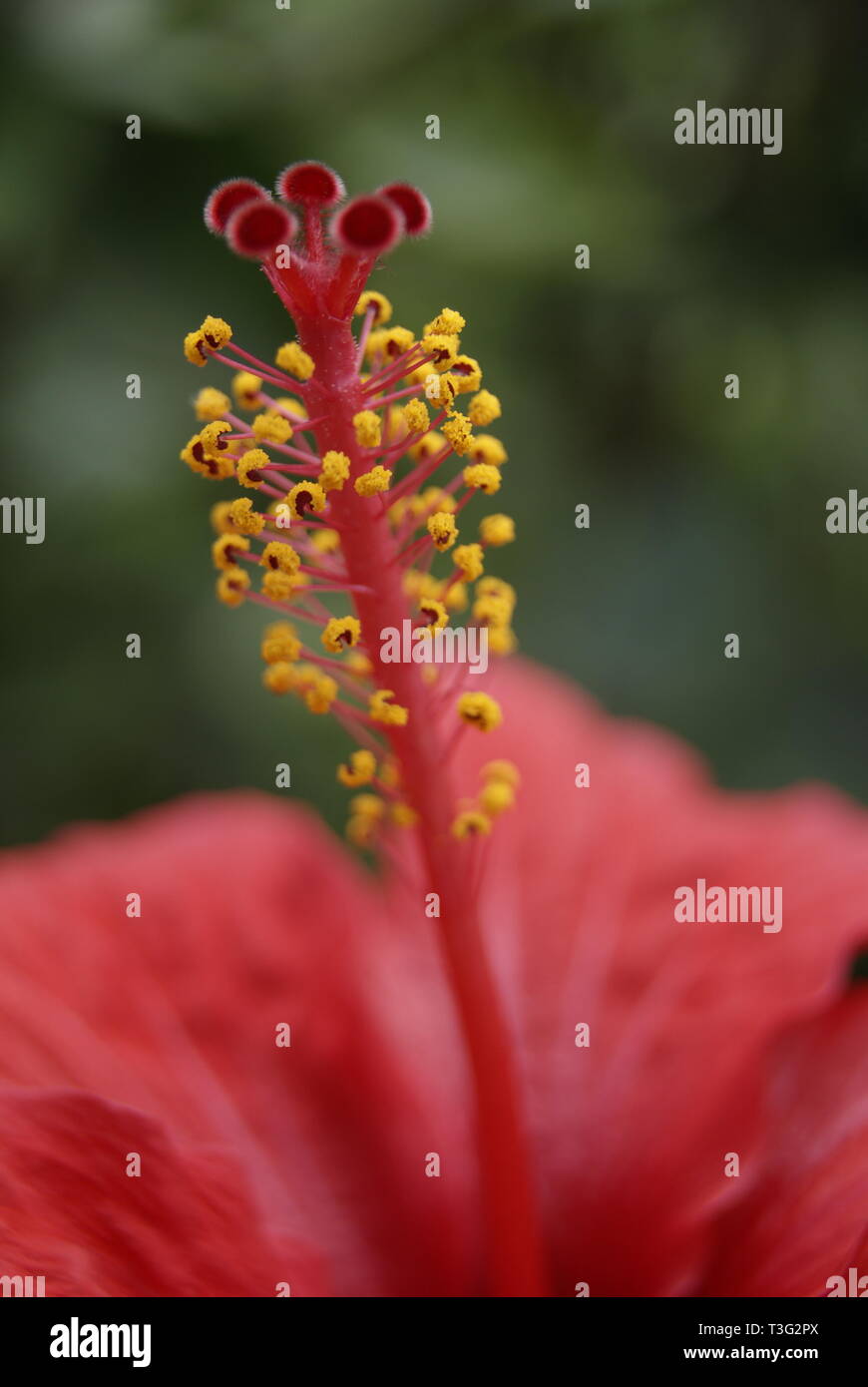 Fleur a hi-res stock photography and images - Alamy