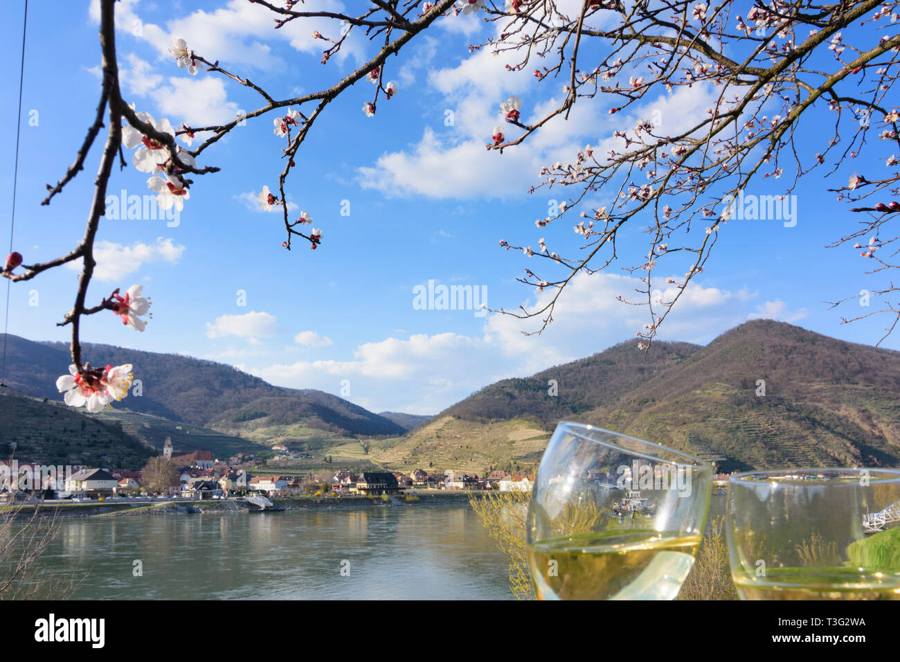 Spitz: Marille (apricot) trees blossom, Marillenblüte, view to town ...