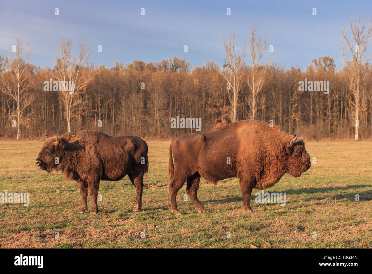 European bison in the forest hi-res stock photography and images - Alamy