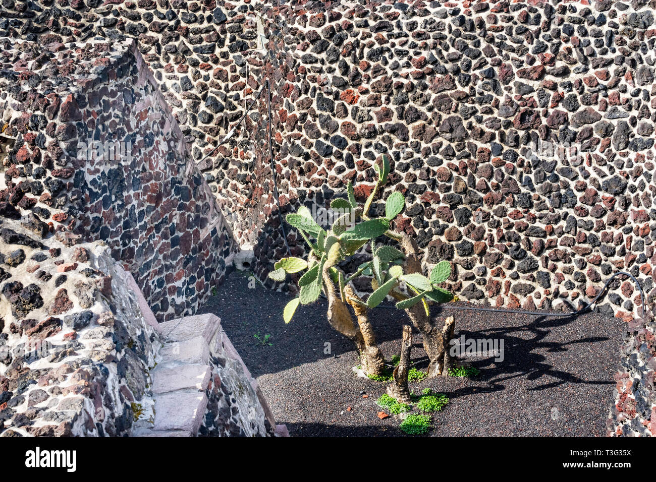 Green Cactus Ancient Aztec Walls Stone Templo Mayor Mexico City Mexico ...