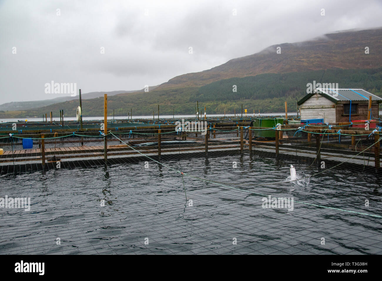 Salmon Fish Farm, Scottish Highlands, Scotland, UK Stock Photo - Alamy