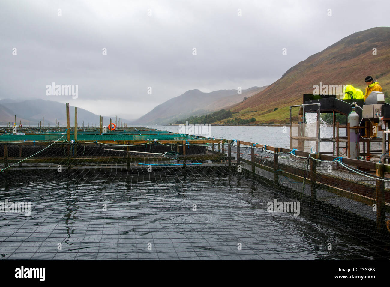 Workers Harvesting Salmon From Fish Farm, Scotland, UK Stock Photo - Alamy