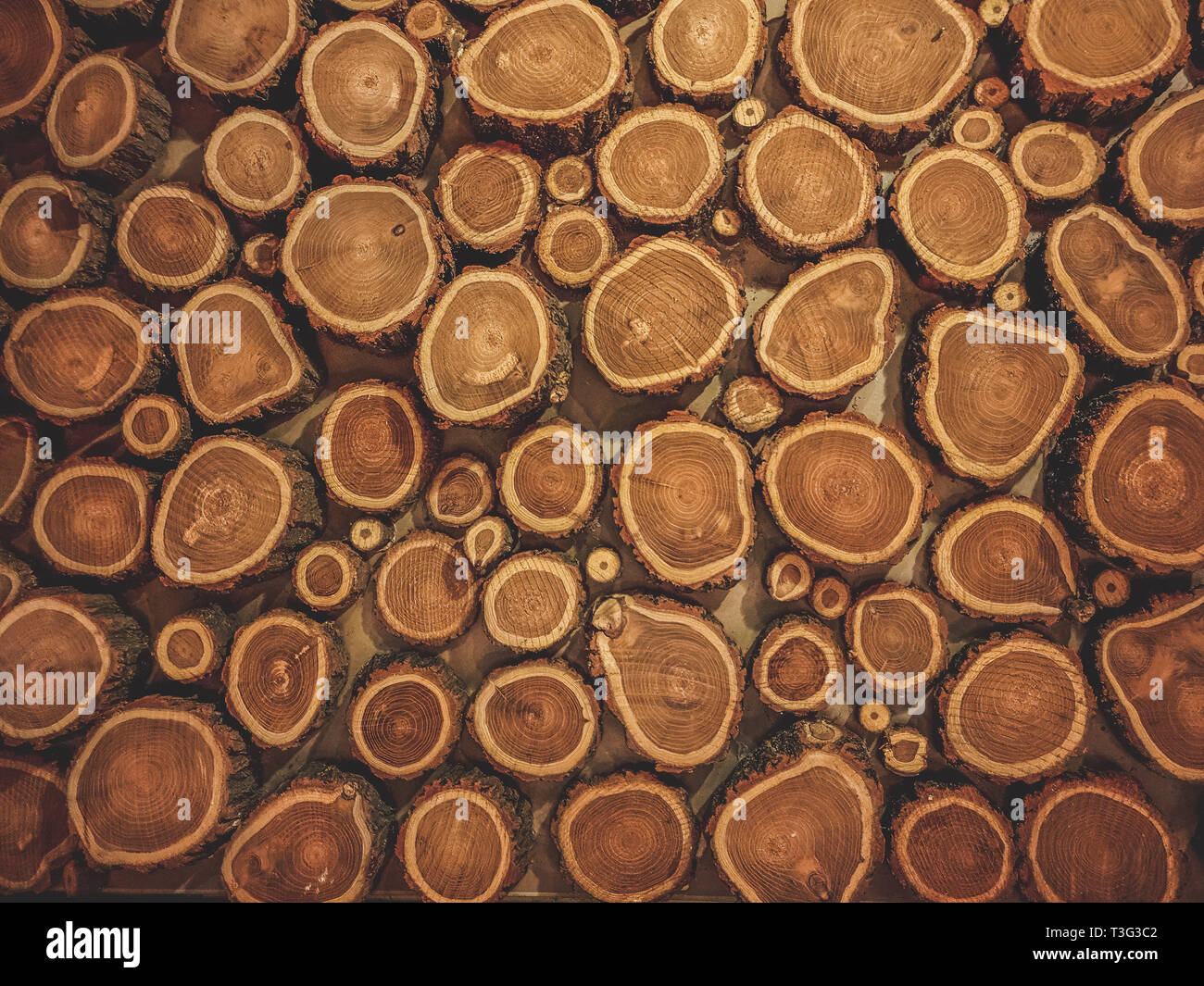 Flat lay of wooden stumps. Round cut down trees with annual rings texture Stock Photo - Alamy