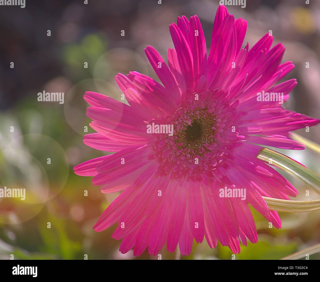 Beautiful blooming pink gerbera hi-res stock photography and images - Alamy