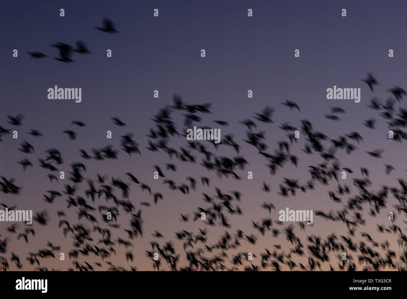 A flock of motion blurred birds fly into a dawn sky at Bosque Del ...