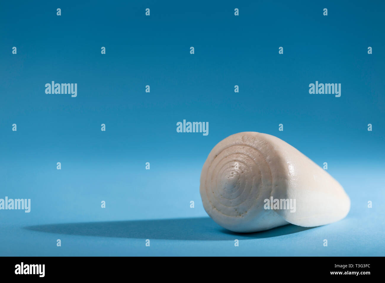 view of a conch shell on a blue background, conus white type Stock ...
