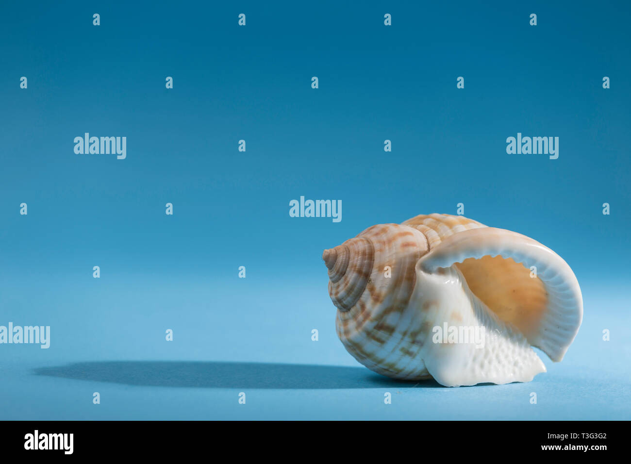 view of a conch shell on a blue background, syrinx aruanus type Stock ...