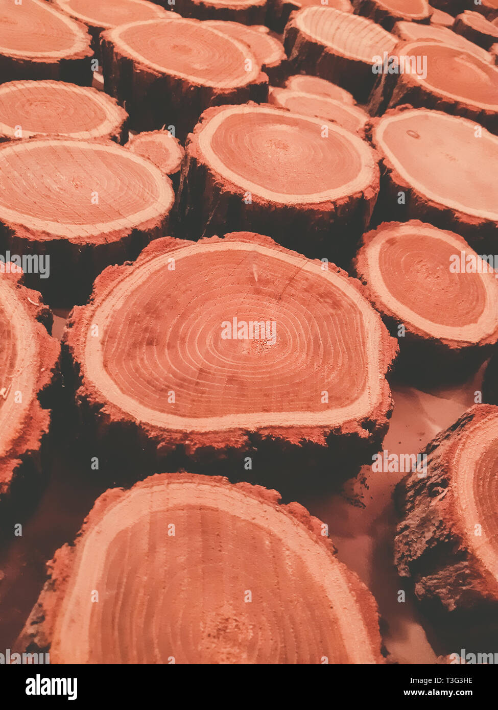 Annual ring overhead hi-res stock photography and images - Alamy