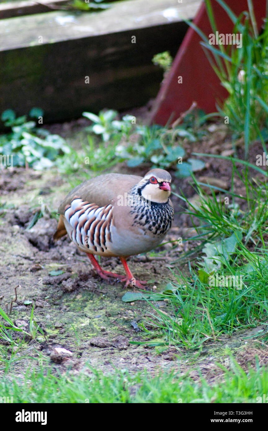 Red Legged Partridge Stock Photo - Alamy