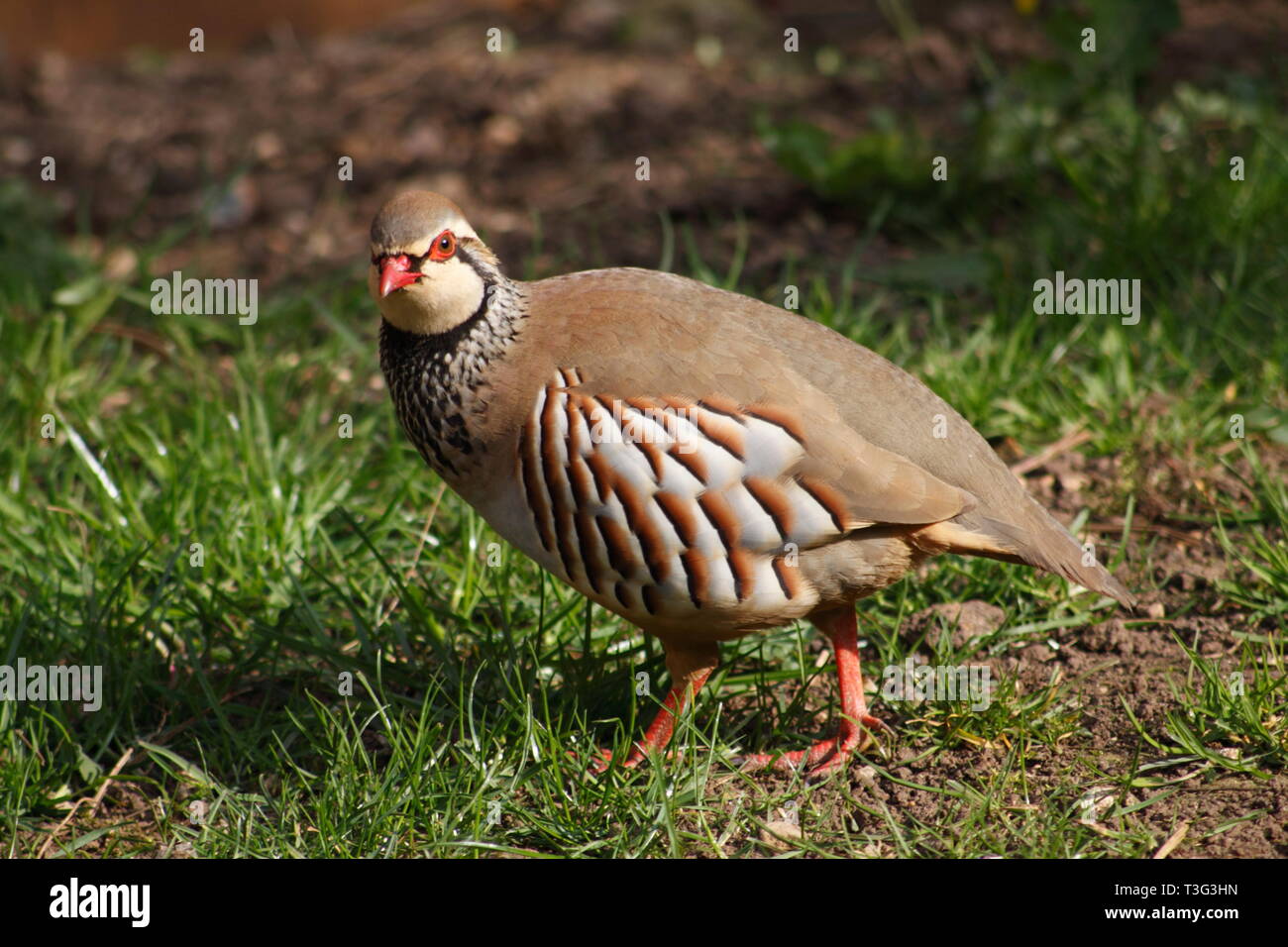 Red Legged Partridge Stock Photo - Alamy