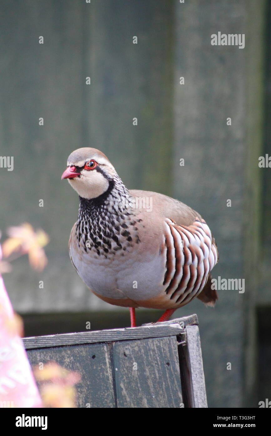 Red Legged Partridge Stock Photo - Alamy